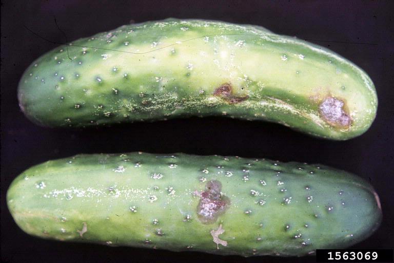 Cucumber | Diseases and Pests, Description, Uses, Propagation