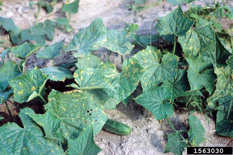 Cucumber | Diseases and Pests, Description, Uses, Propagation