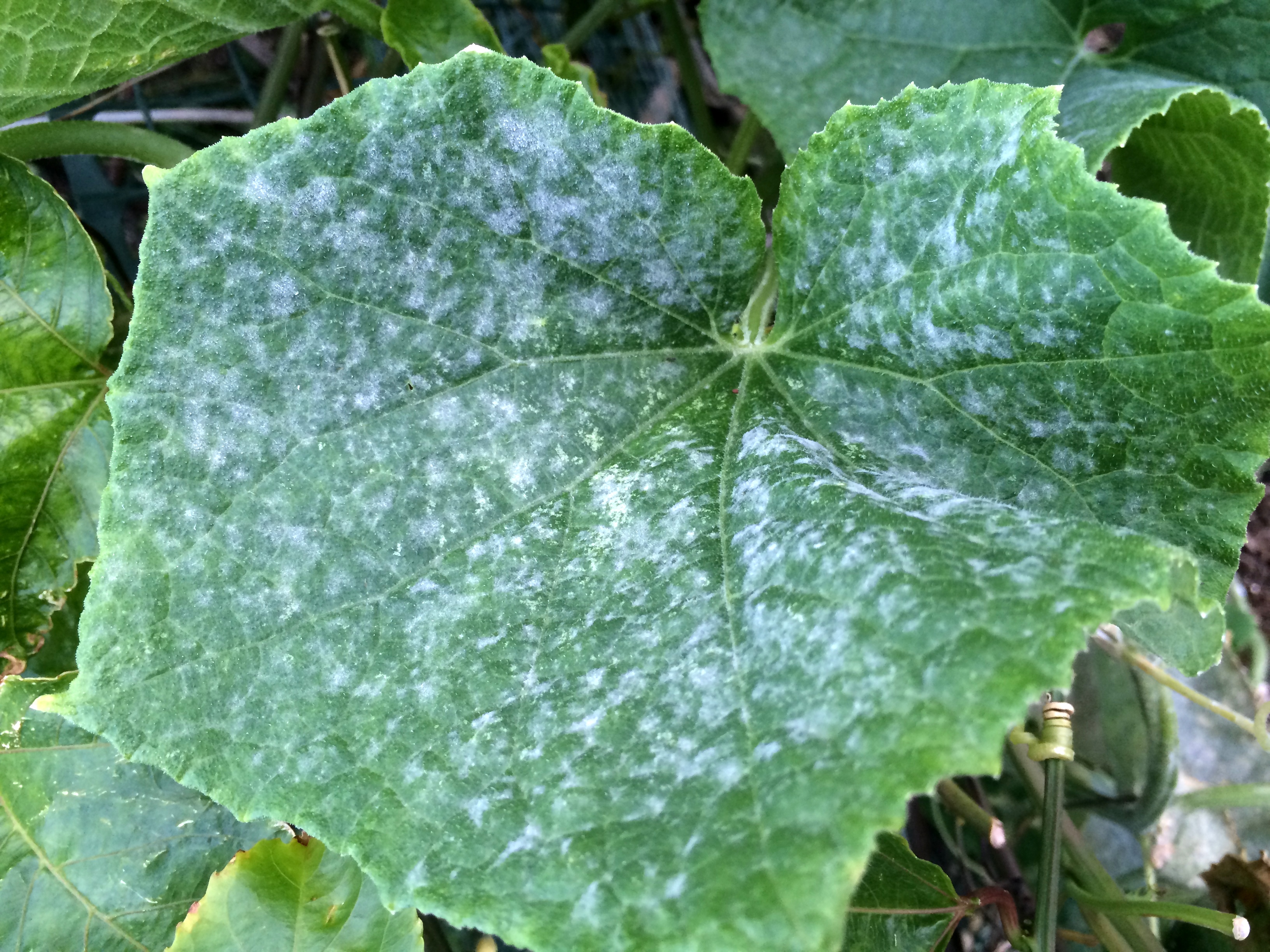Cucumber Diseases And Pests Description Uses Propagation Cucumber Diseases And Pests Description Uses Propagation