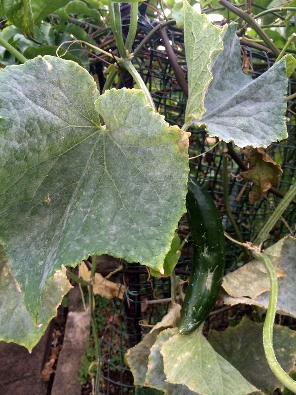 Cucumber | Diseases and Pests, Description, Uses, Propagation