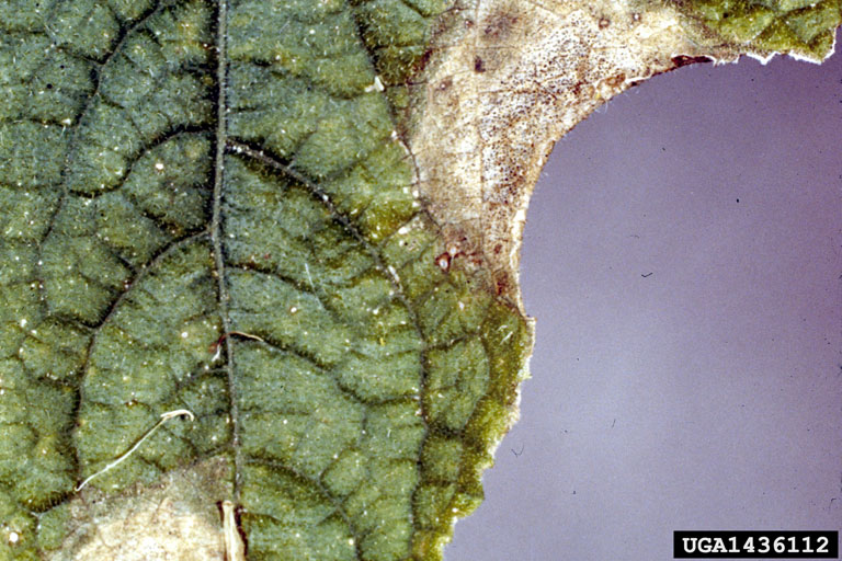 Cucumber | Diseases and Pests, Description, Uses, Propagation