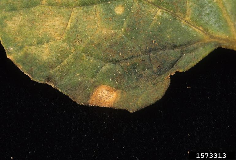 Cucumber | Diseases and Pests, Description, Uses, Propagation