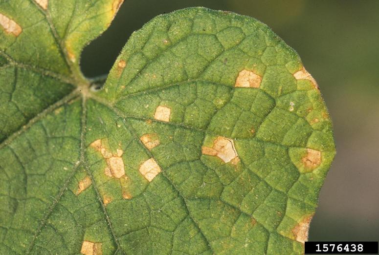 Cucumber | Diseases and Pests, Description, Uses, Propagation