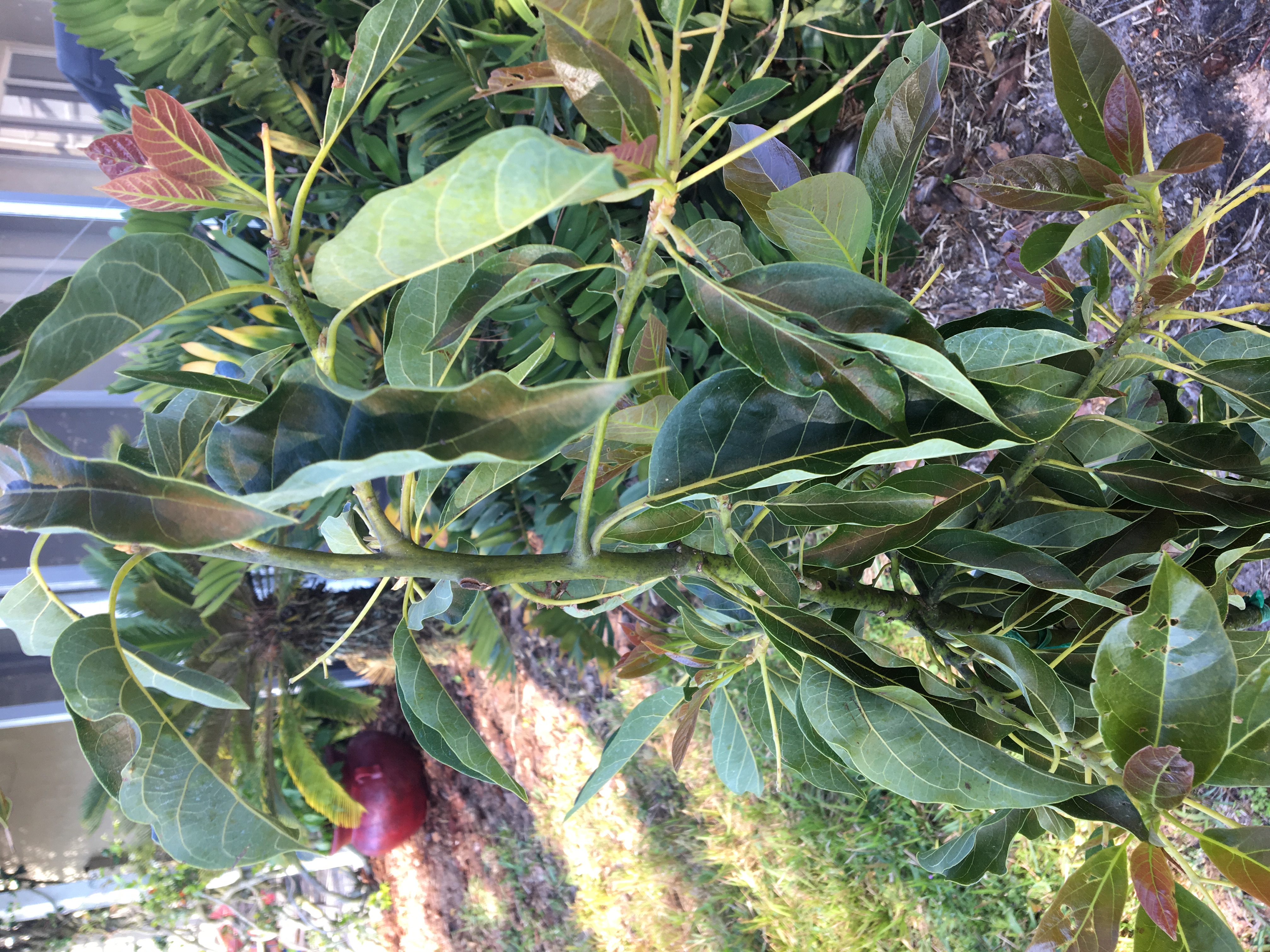 Avocado | Leaves don't look that good