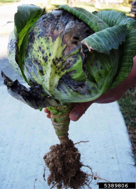 Cabbage (red, white, Savoy) | Diseases and Pests, Description, Uses ...