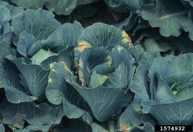Cabbage (red, white, Savoy) | Diseases and Pests, Description, Uses ...
