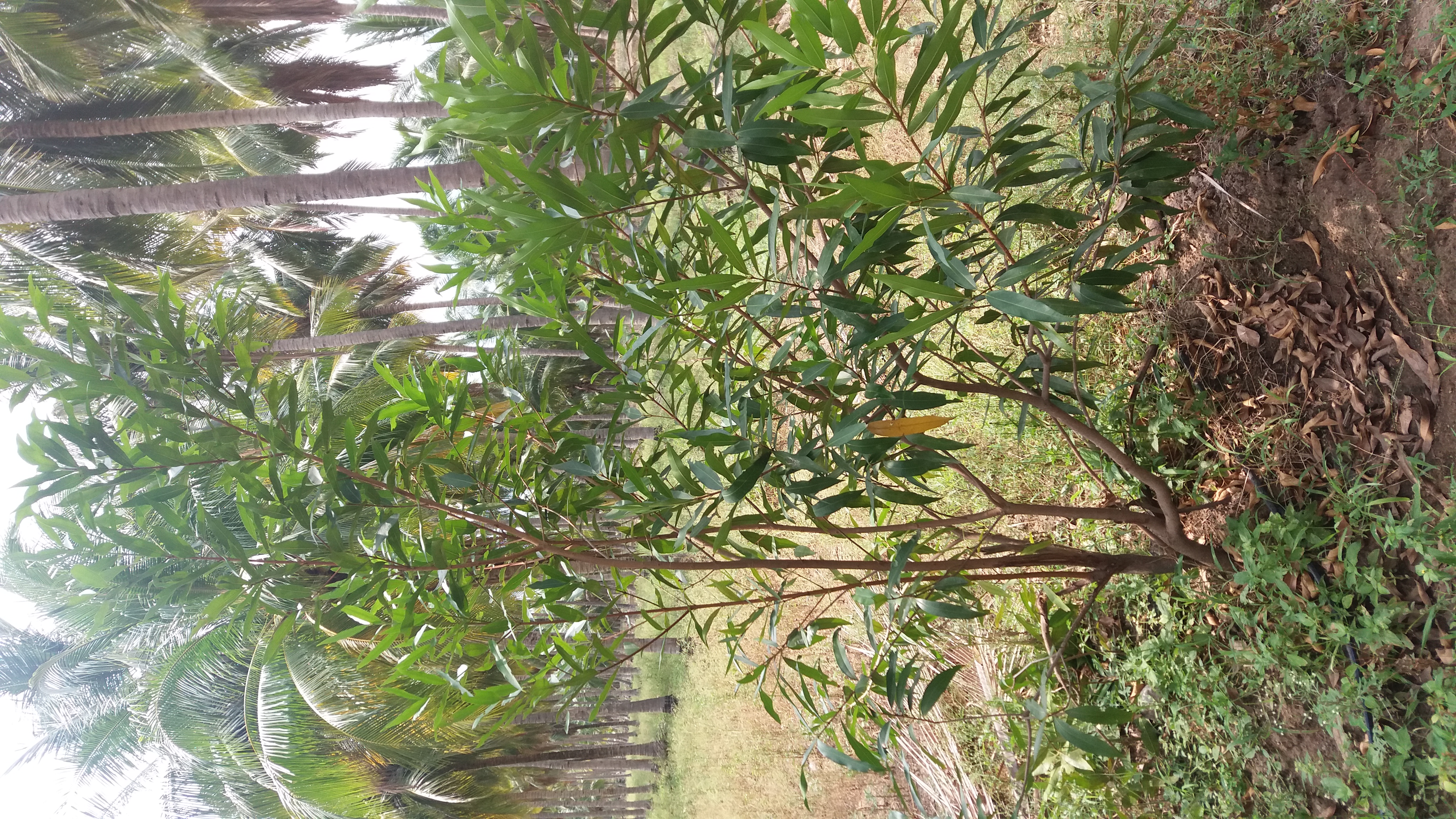 General | Big tree no fruits (rose apple)