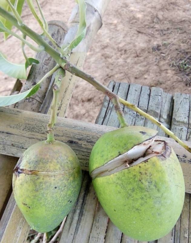 Mango | Cracking of mango fruits