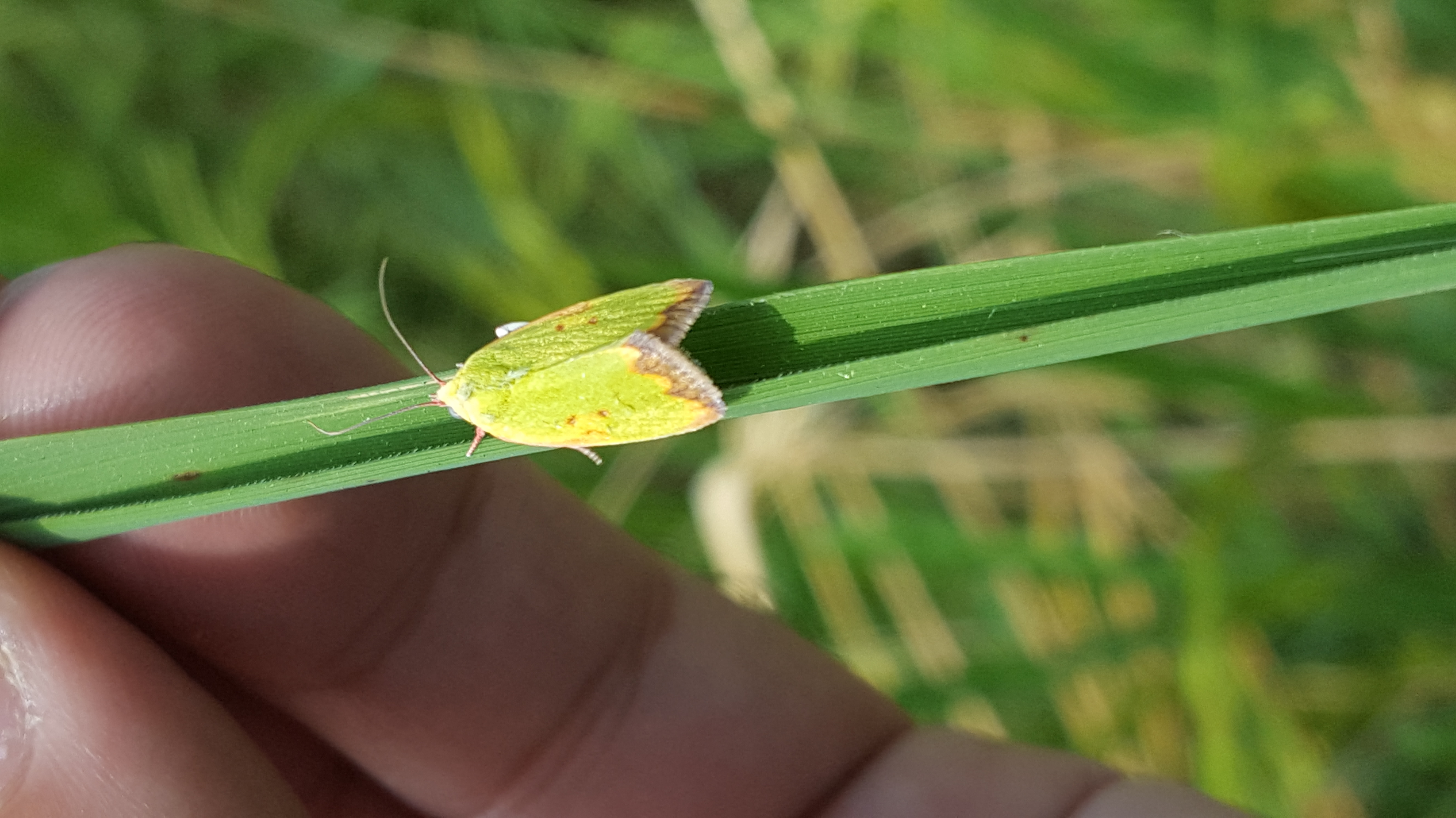 Rice | Green leaf hopper