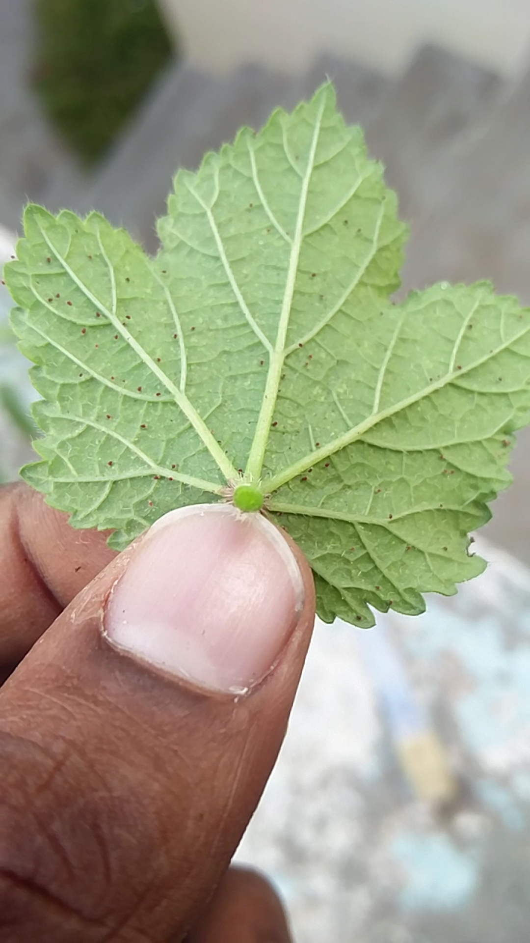Okra