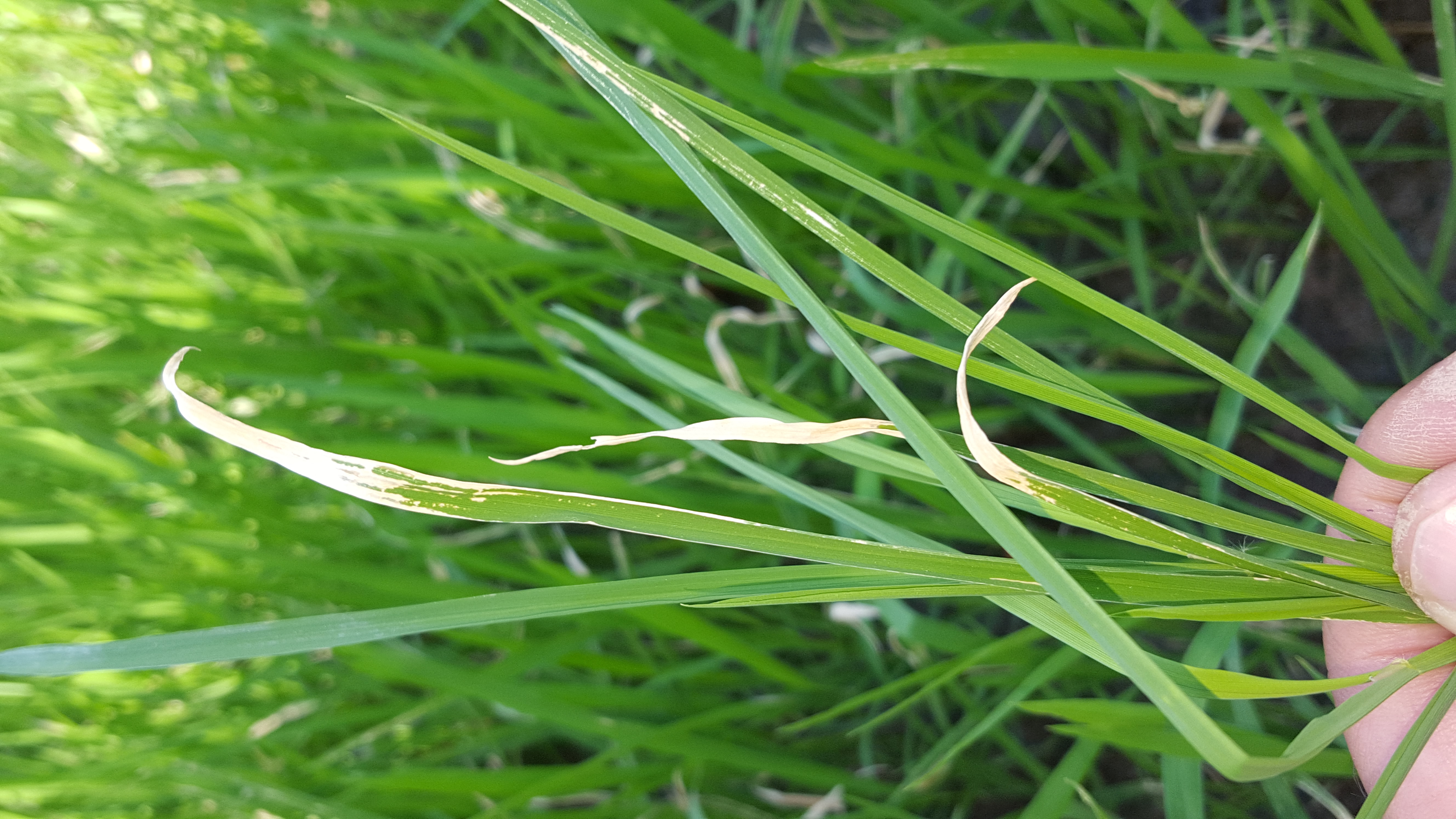 Rice | Paddy nursery disease