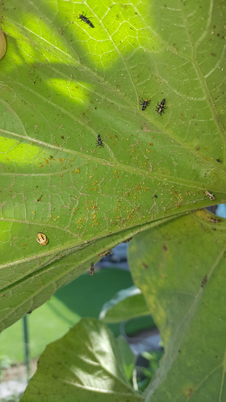 Cucumber | Pest infestation in bottle gourd