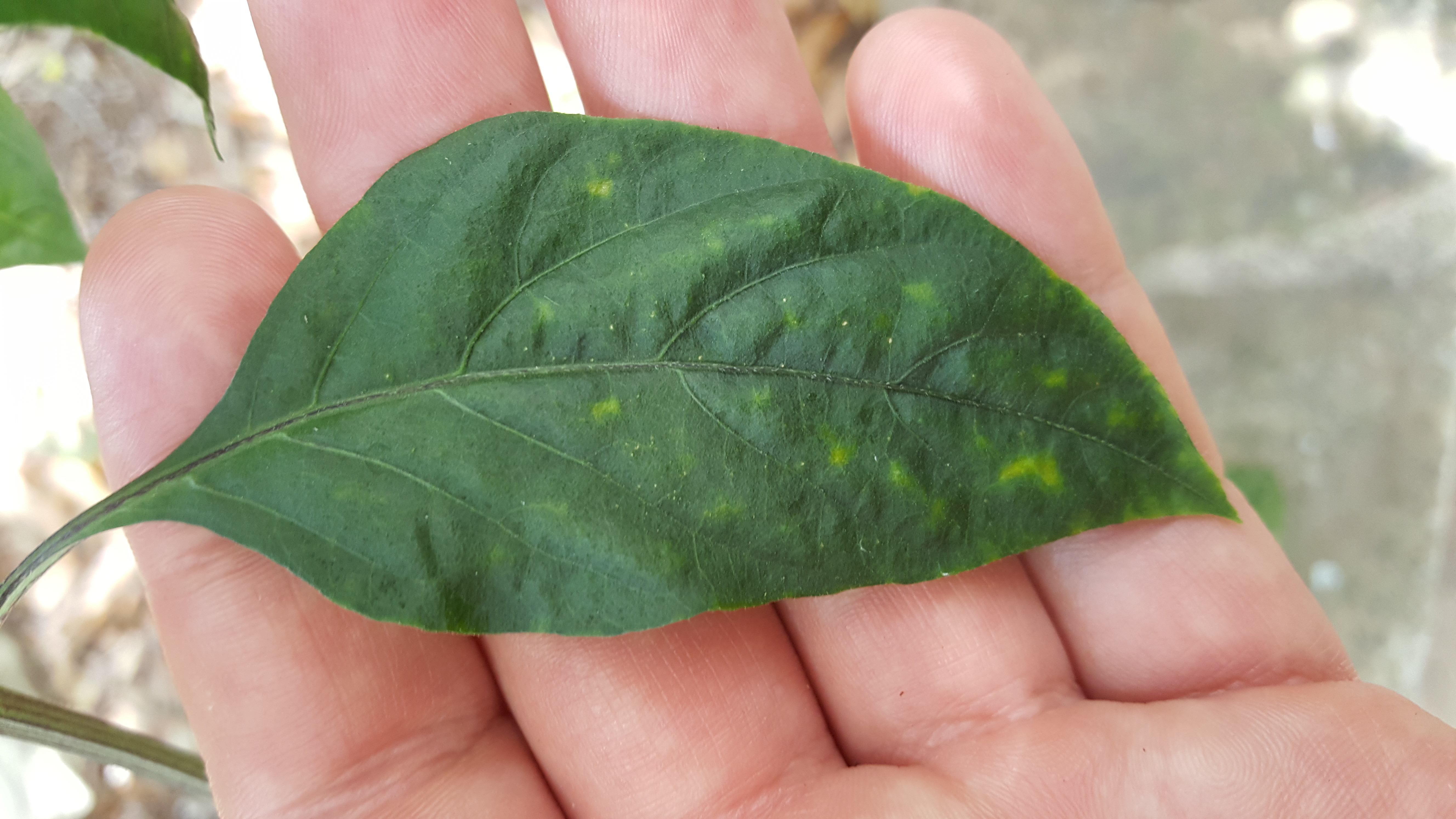 Chilli Pepper | Yellow spots