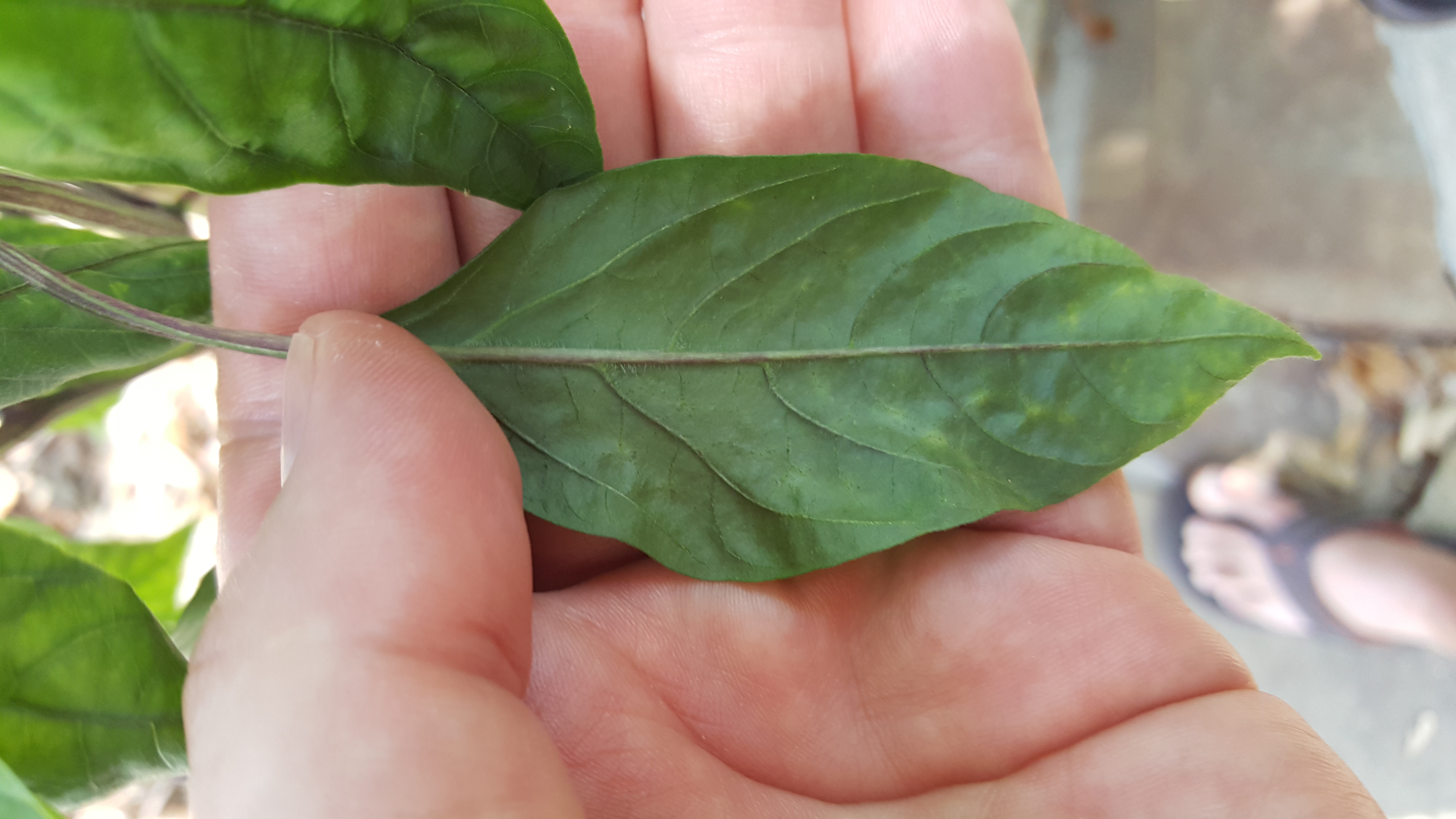 Chilli Pepper | Yellow spots