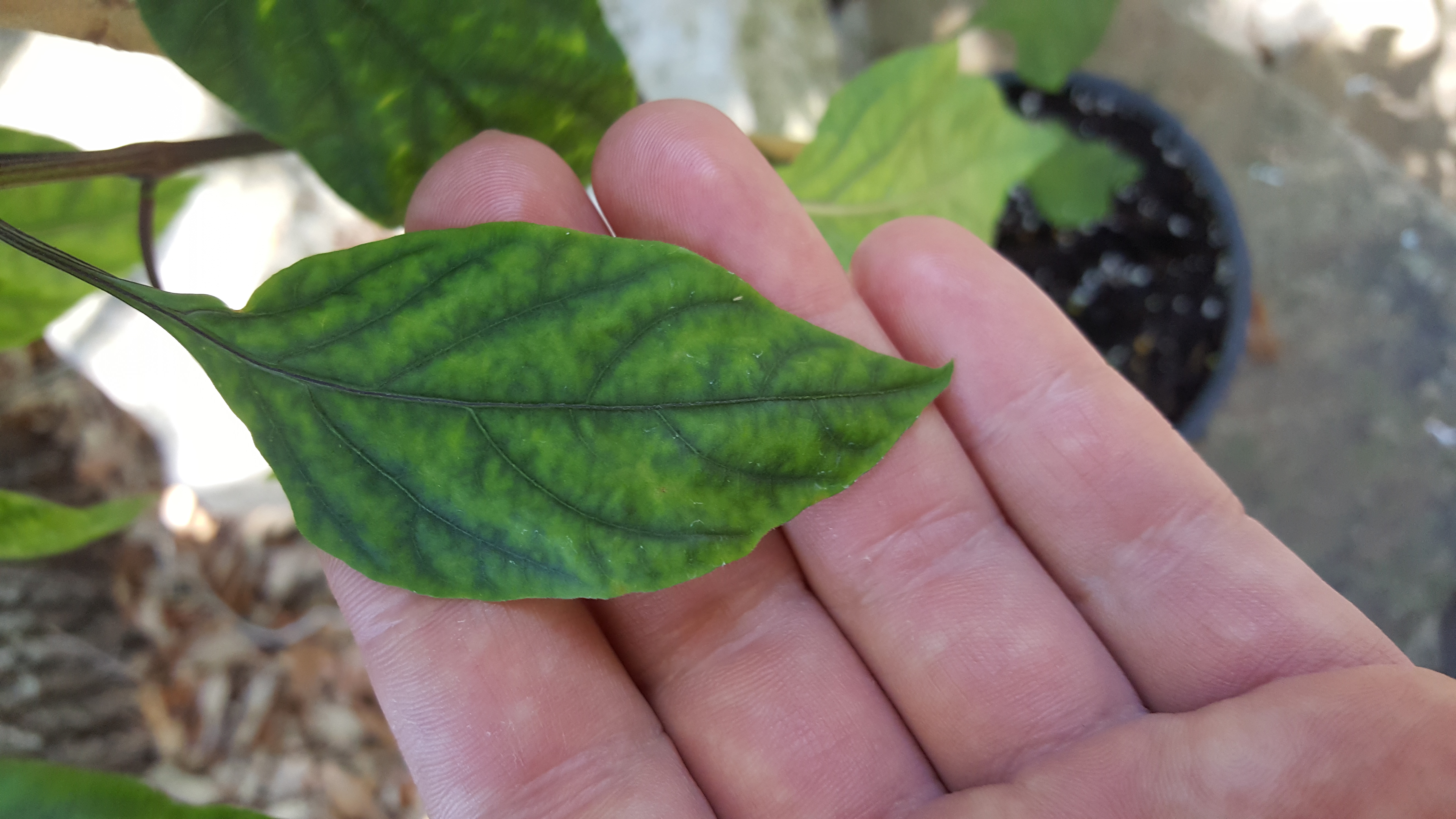 Chilli Pepper | Yellow spots