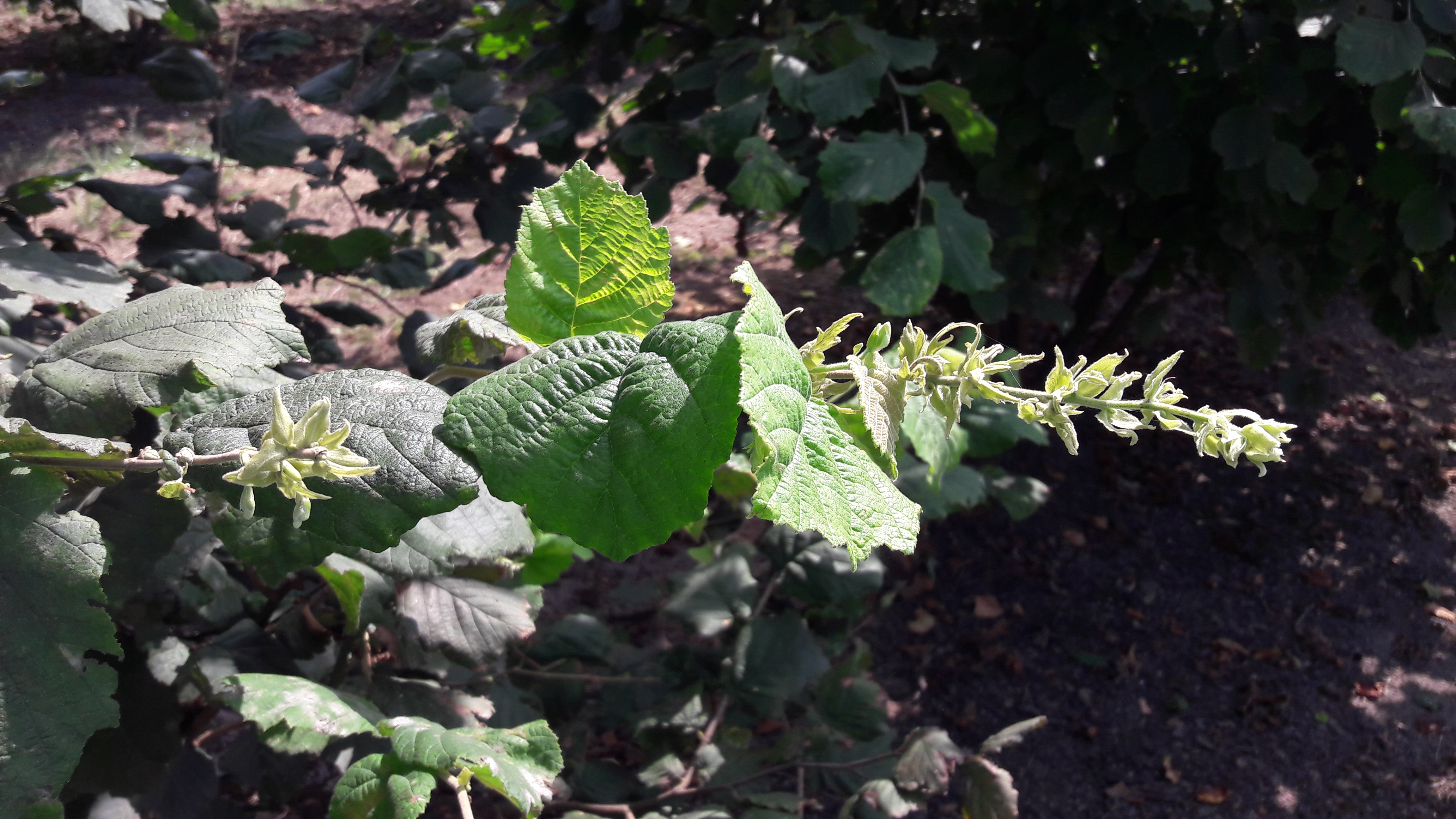 Hazelnut (filbert) | Phyllody in Corylus avellana