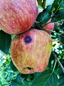 Apple | Disease identification