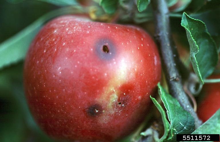 Apple | Disease identification