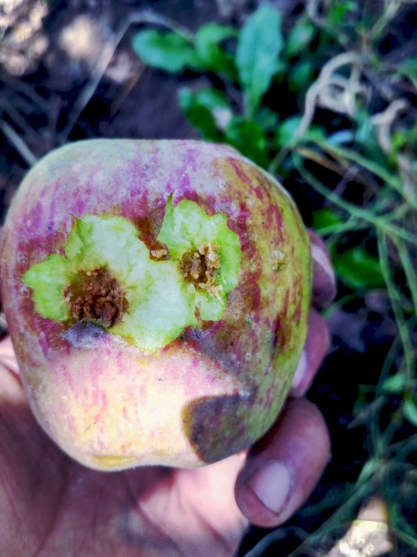 Apple | Disease identification