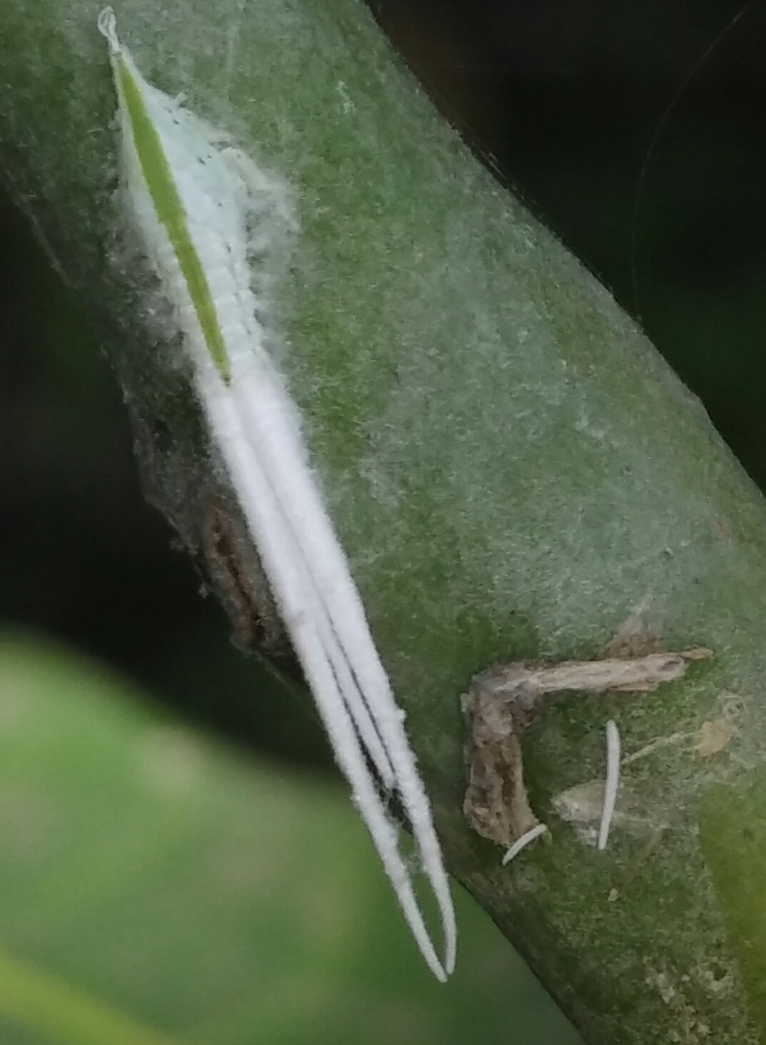 Mango | Please Identify the pest white in colour