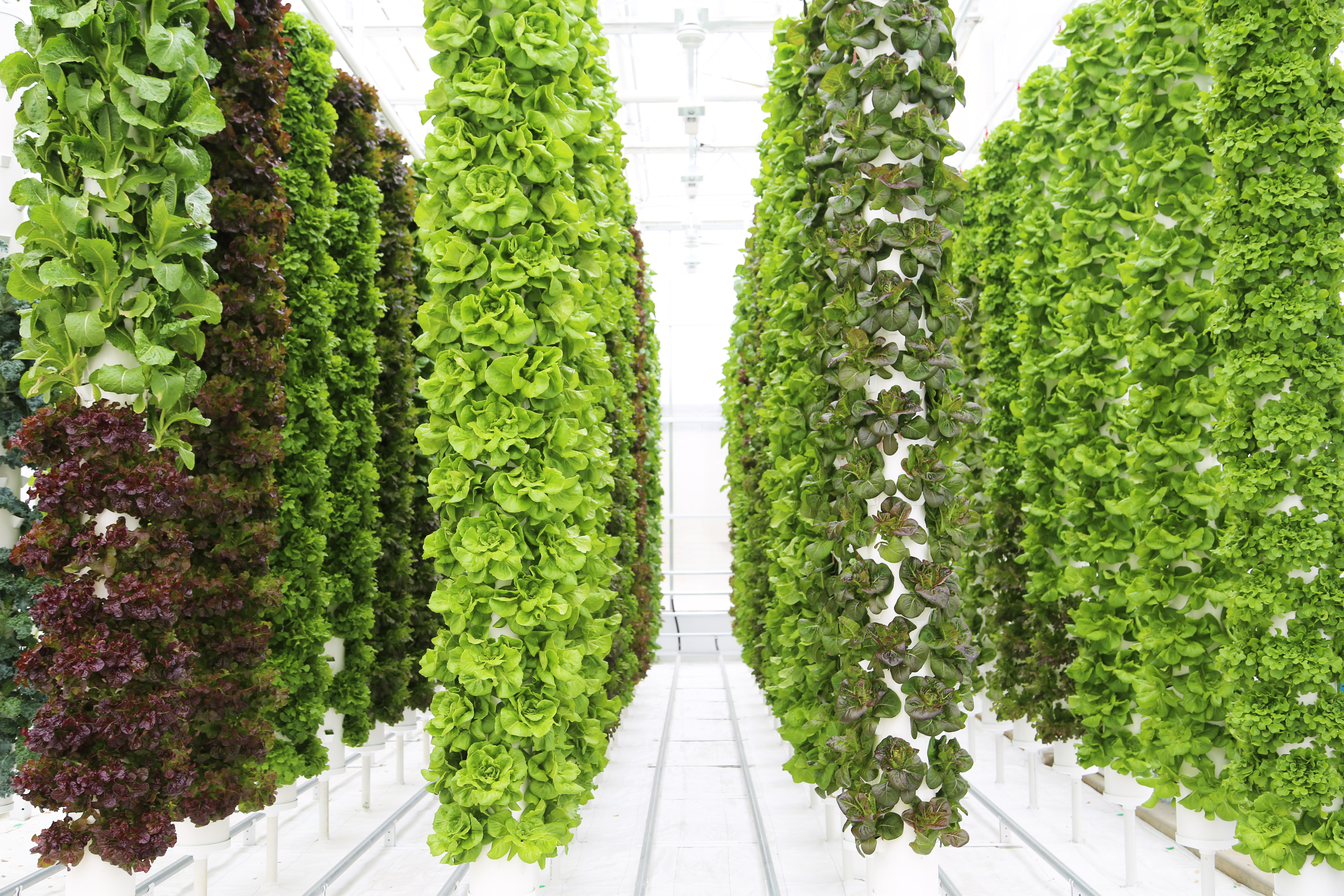 Pepper, bell | Holes in leaves