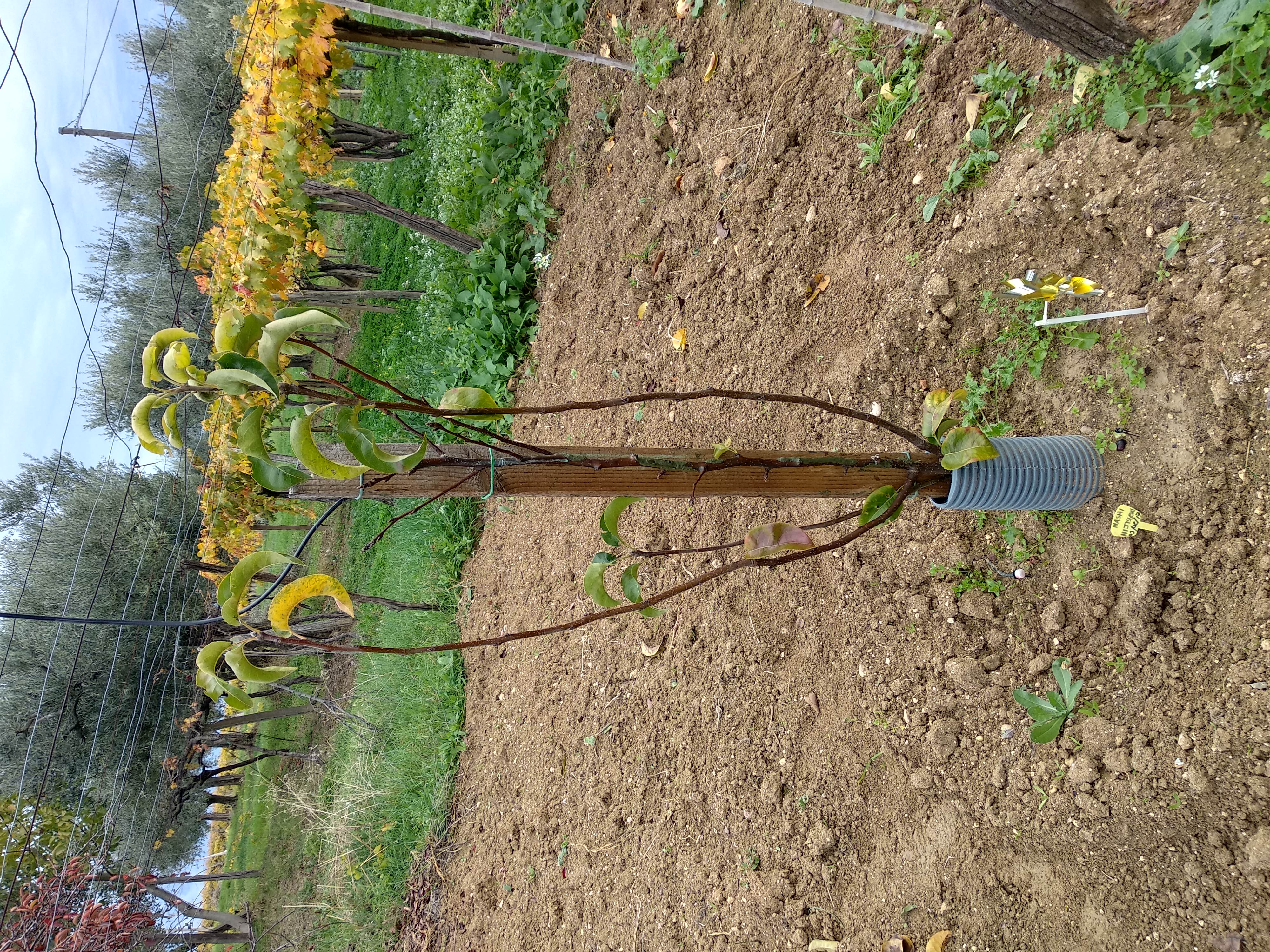 Pear | How to train/prune my Asian pears?