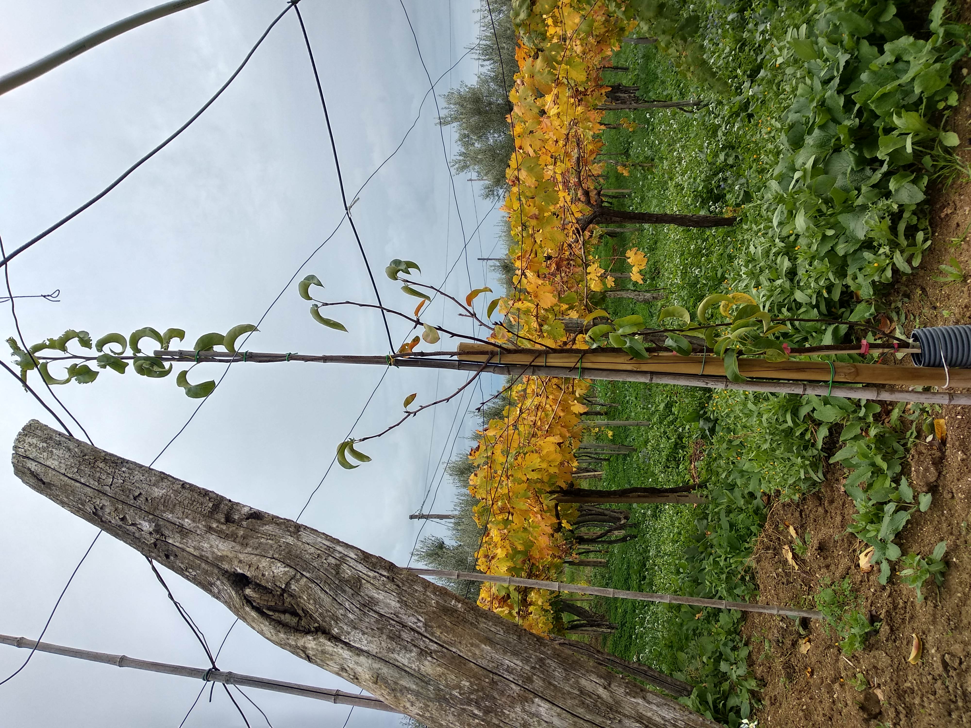 Pear | How to train/prune my Asian pears?