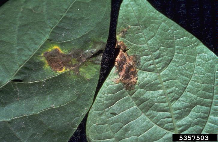 Bean | Bush Beans Contender: Identification of Plant Disease