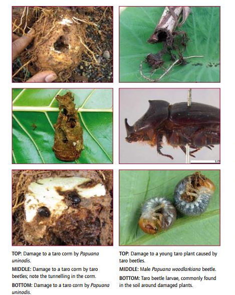 Yams | disease in Colocasia esculenta