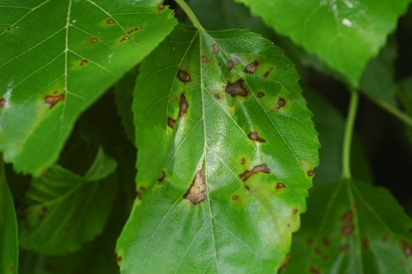 Mulberry | Disease on the mulberry tree leaves