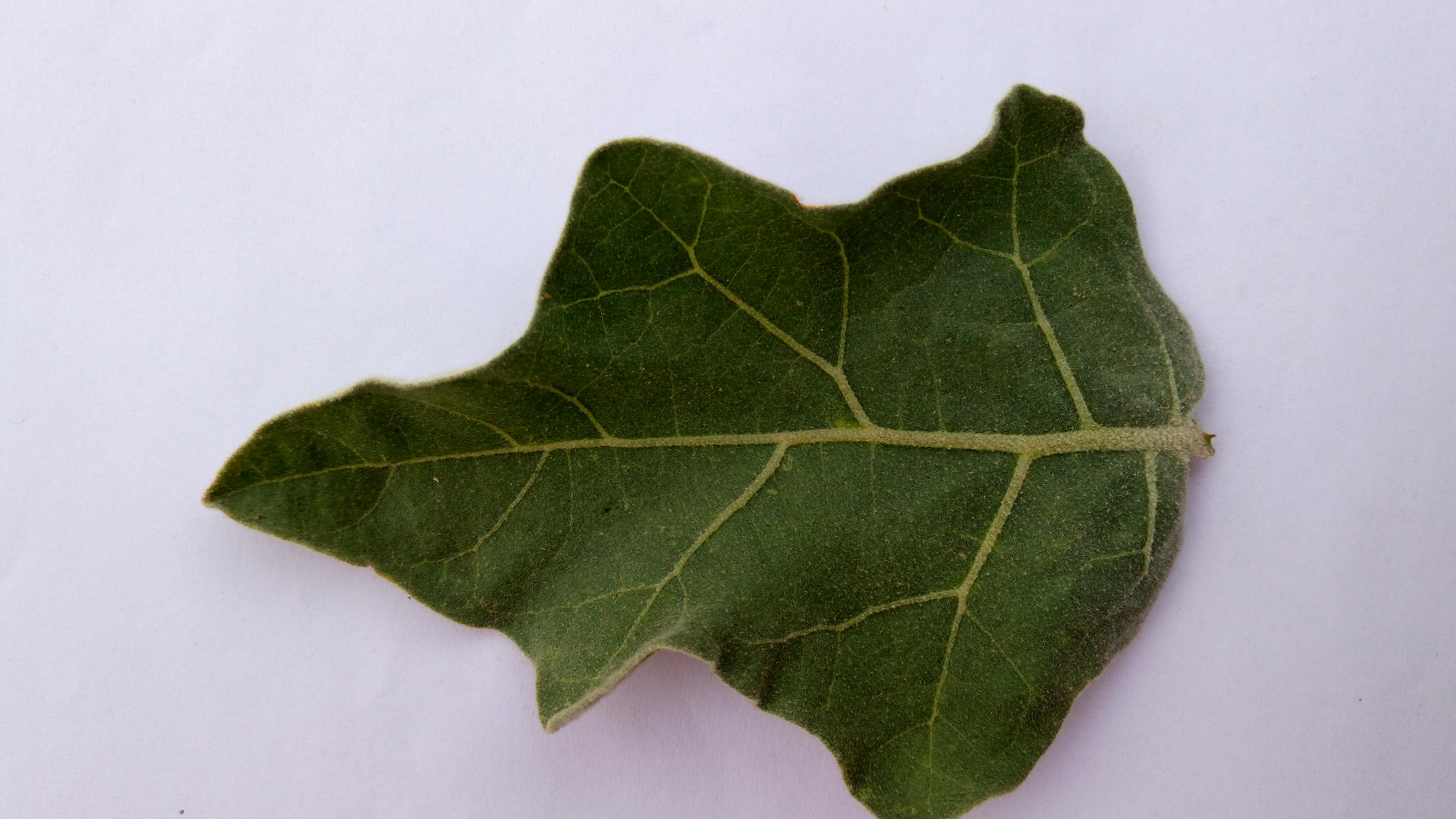 General | Data set for leaf disease identification