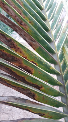 Coconut | Coconut Palms Are Sick and Need HELP