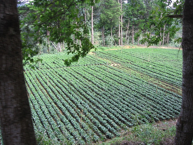 Coffee | Diseases and Pests, Description, Uses, Propagation