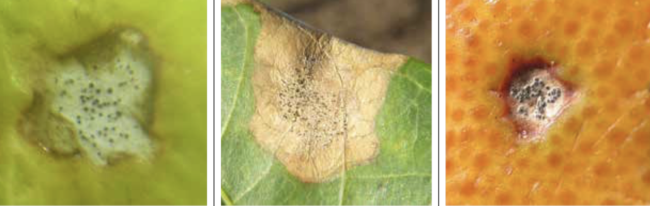 Symptoms | Diseases and Pests, Description, Uses, Propagation