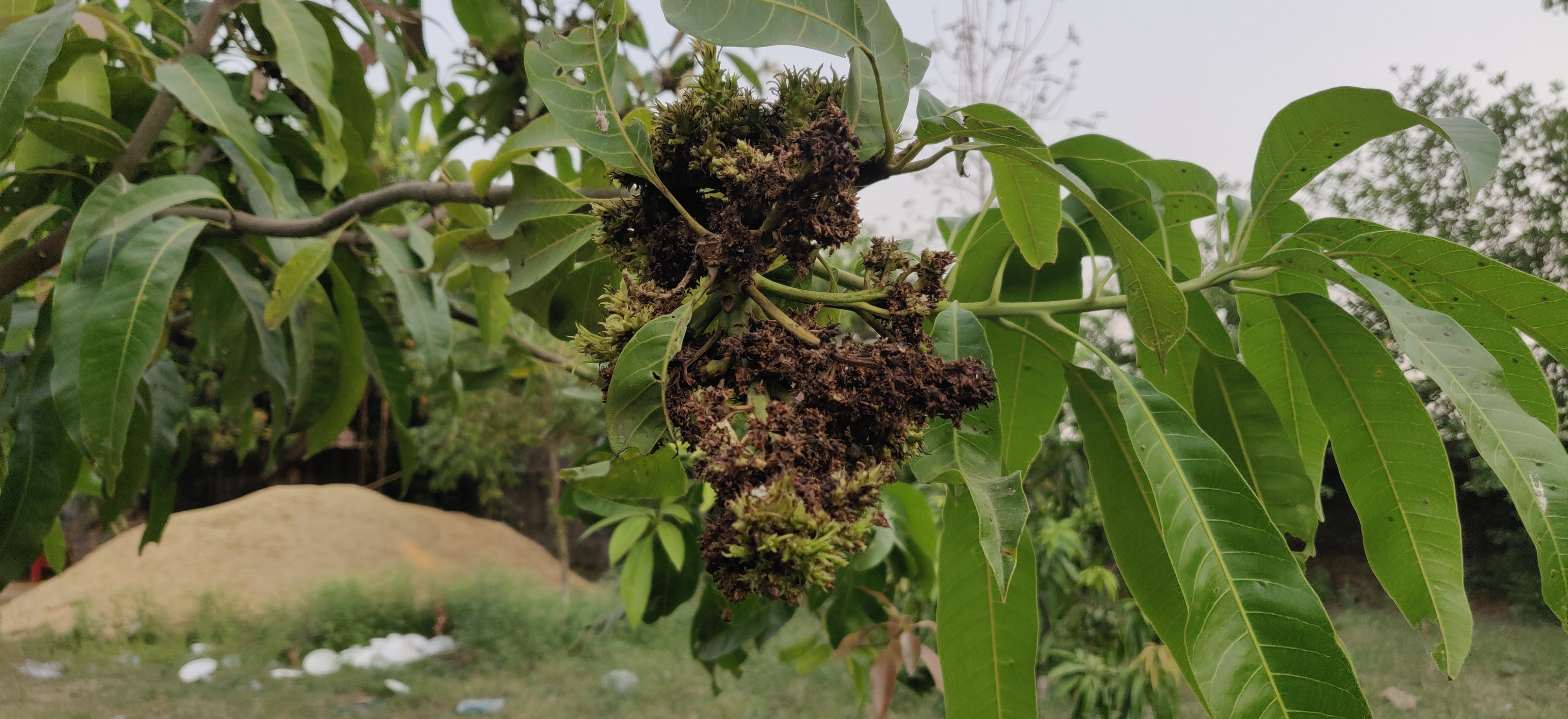 Mango | The flowers have rotten