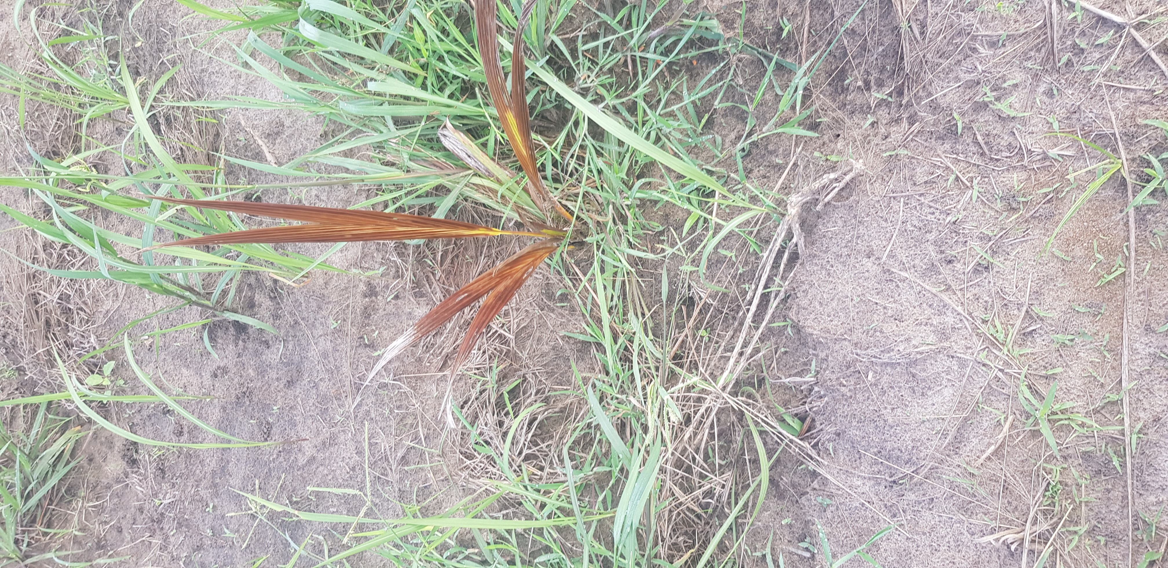 Coconut | Some coconut plants dieing