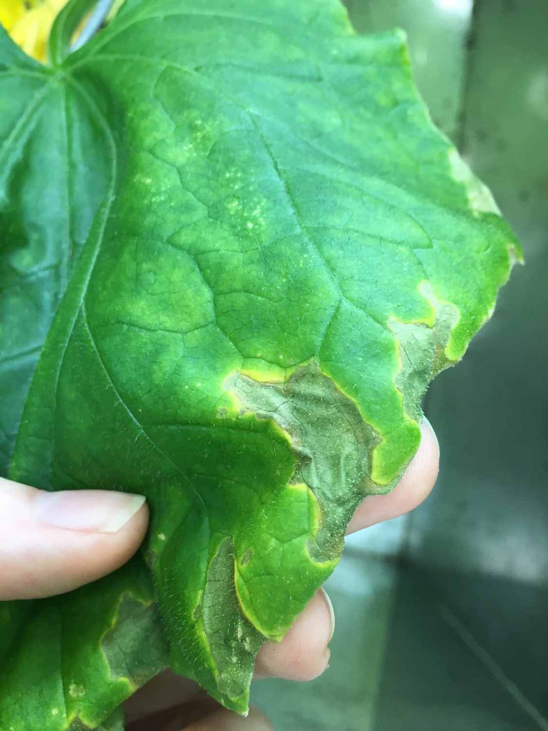 Cucumber | What are these lesions on my cucumber plants?