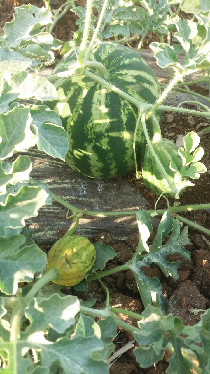 Watermelon | Deformity of watermelon