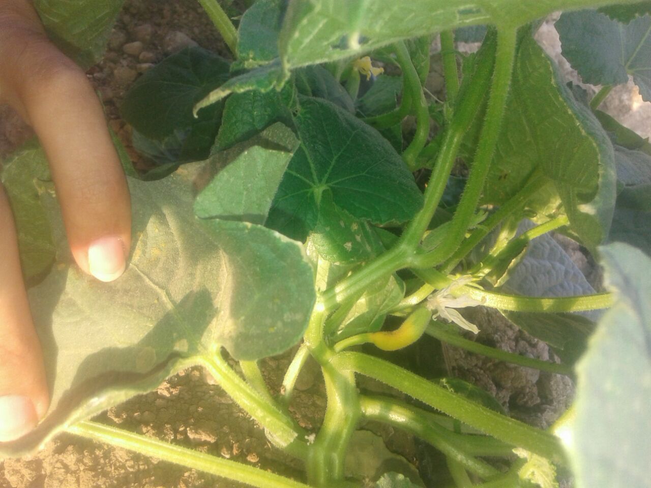 Cucumber | Dying cucumber fruits