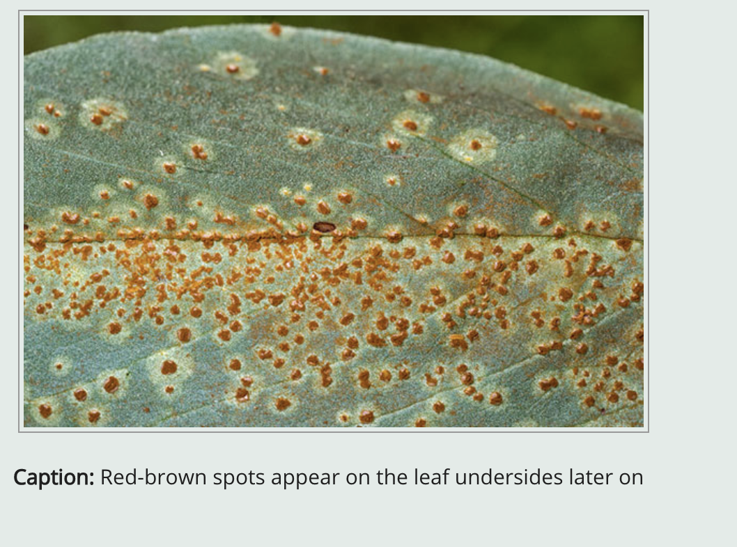 Bean | bean diseases