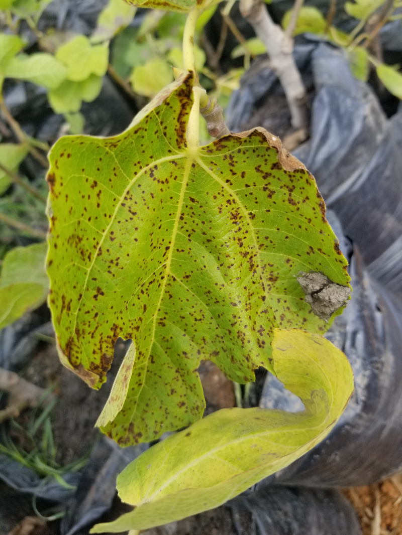 Cassava Pests and Diseases: Save and Grow