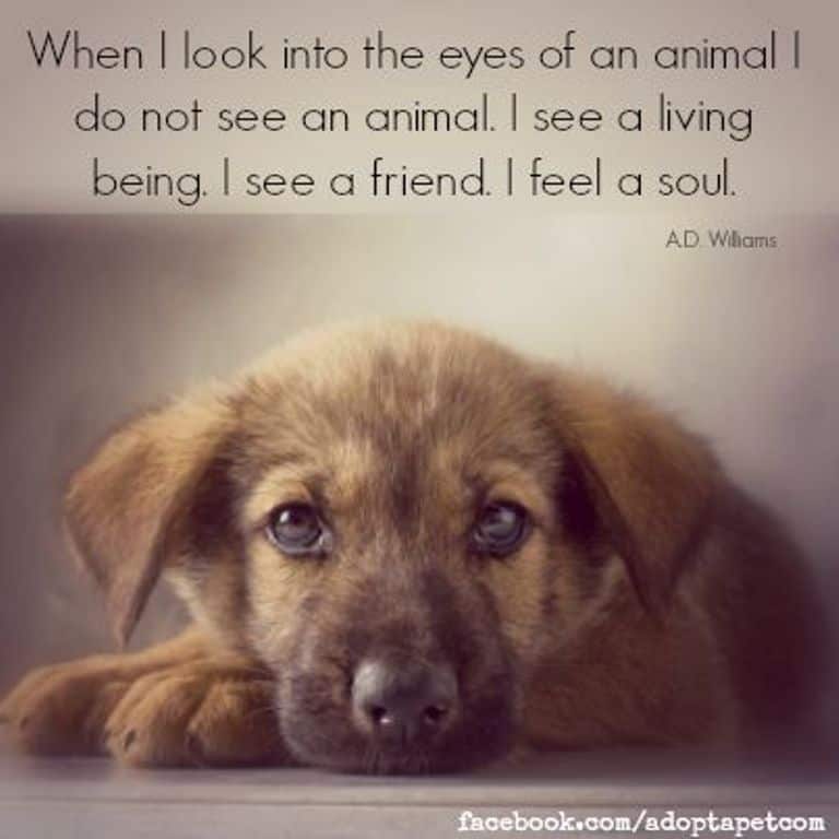 28 Inspirational Dog Quotes About Life And Love PlayBarkRun