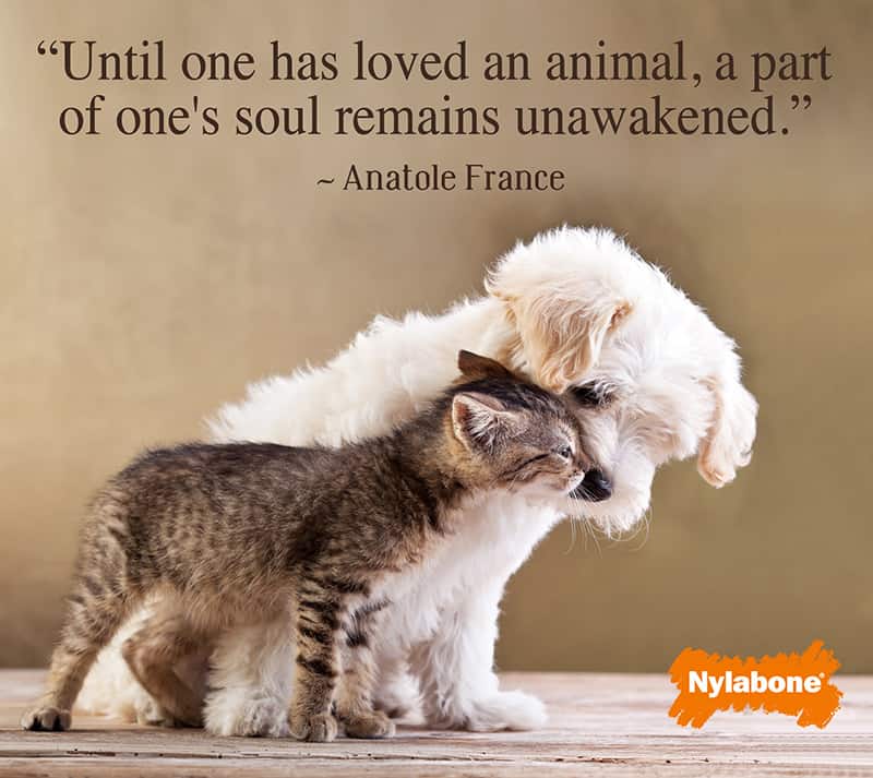 Pet Care How To Care For Kittens Pet Care How To Care For Kittens
