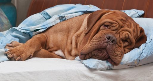 35 Dog Breeds That Don't Shed - (Small, Medium, & Large Breeds)