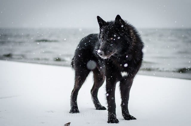 12 Dogs That Look Like Wolves - (The Best Wolf Dog Breeds)