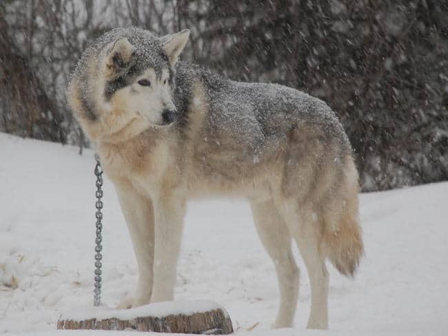 13 Dogs That Look Like Wolves | Wolf Content Explained