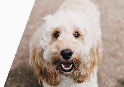 21 Dog Breeds That Look Like Bears or Teddy Bears | PlayBarkRun