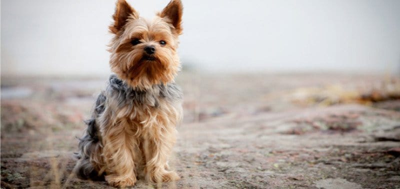 The Yorkie Coat – Facts, Care, Grooming, & Haircut Styles | PlayBarkRun
