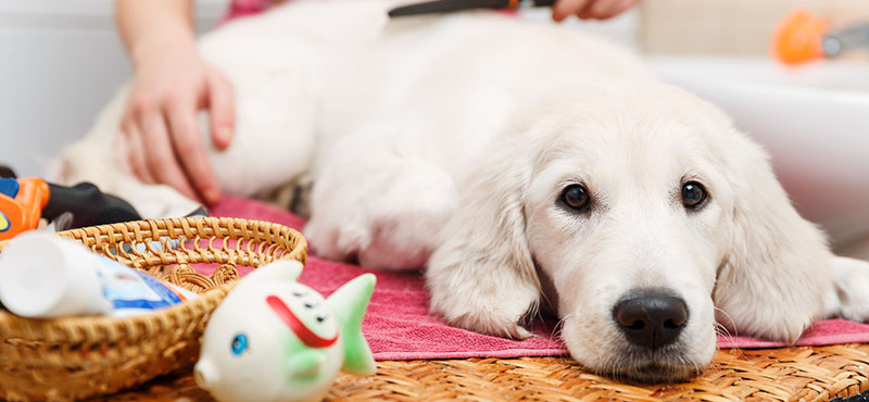 40 Dogs That Don’t Shed (Small, Medium, & Large Non Shedding Breeds)