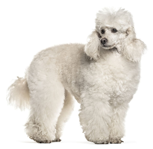 31 Dog Grooming Styles and Trims | PlayBarkRun